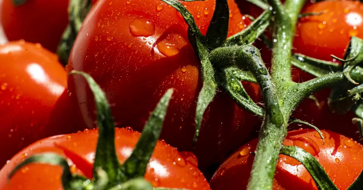 🍅 Misión sabor: Premian a la Estación Experimental Gorina por rescatar ...