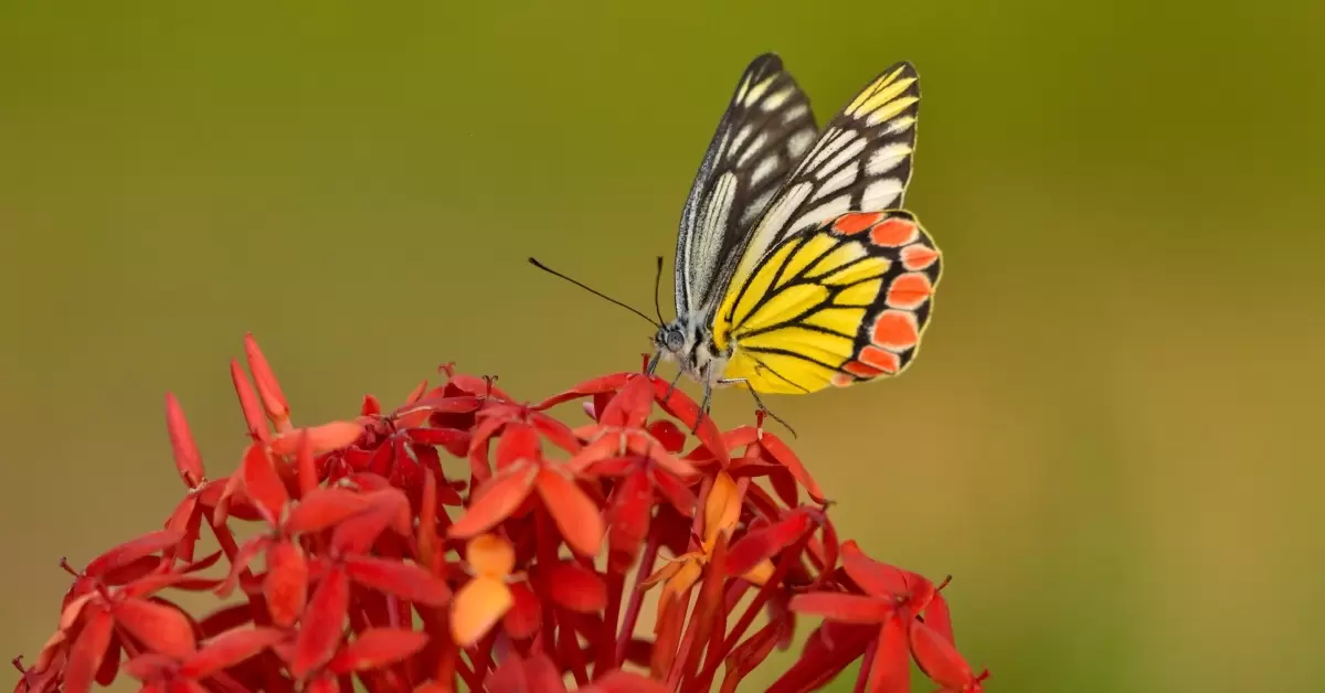🟢 Festival de la Biodiversidad en el Parque Pereyra Iraola: ¿Cuándo es ...