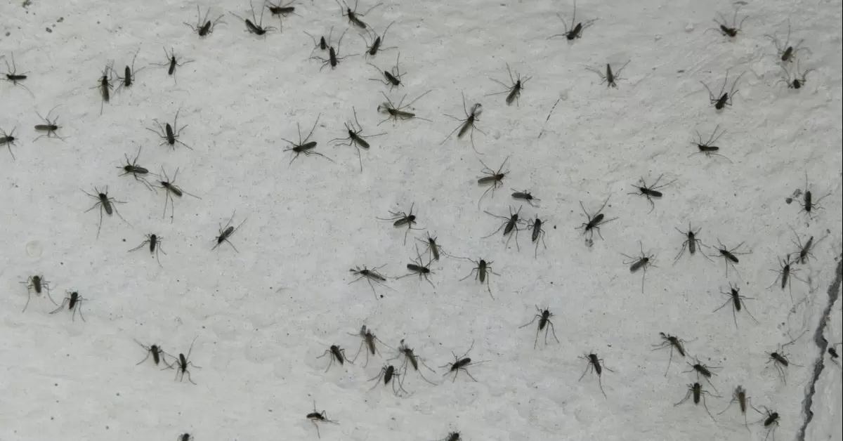 🦟 ¿En qué barrio de City Bell los vecinos no pueden salir por los ...